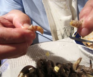 polenta with schie | Venice: I am not making this up